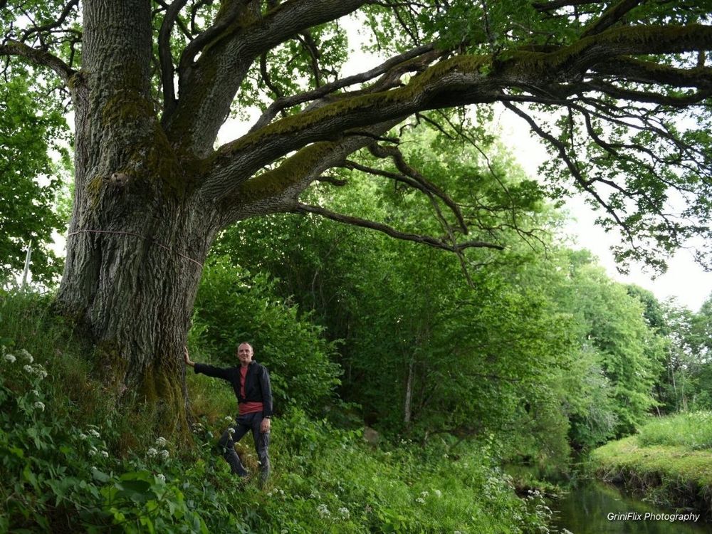 Tree of the year