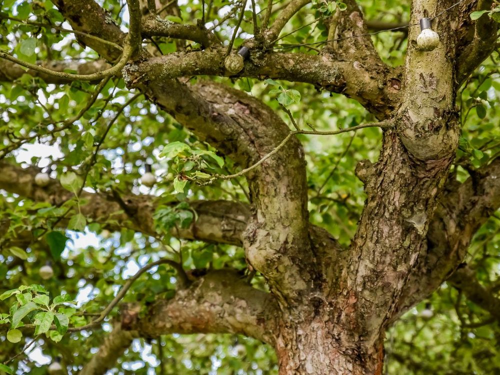 Tree of the year