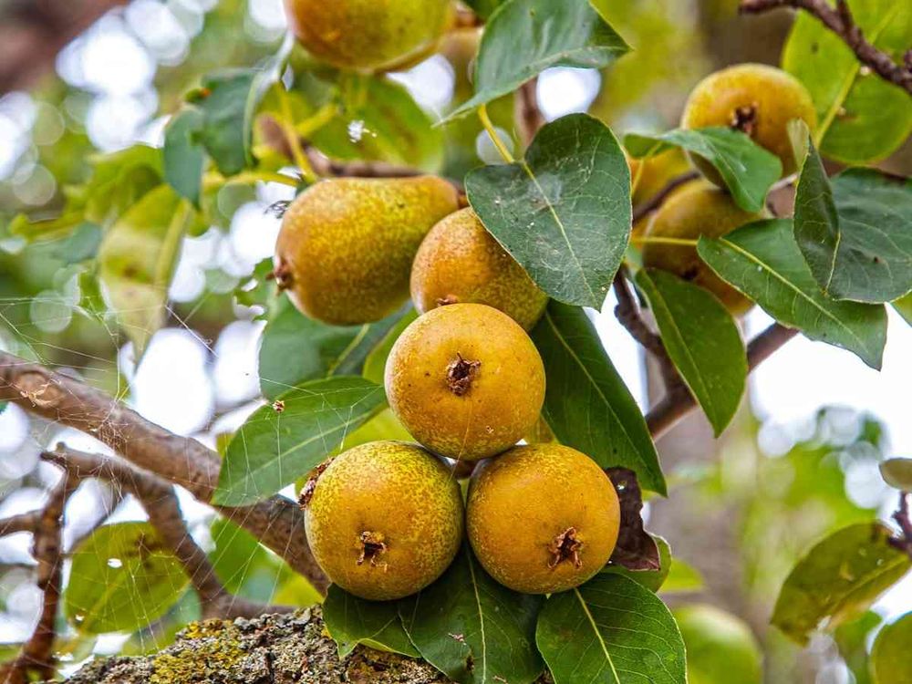 Tree of the year