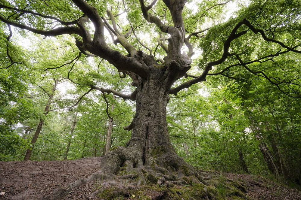 Tree of the year