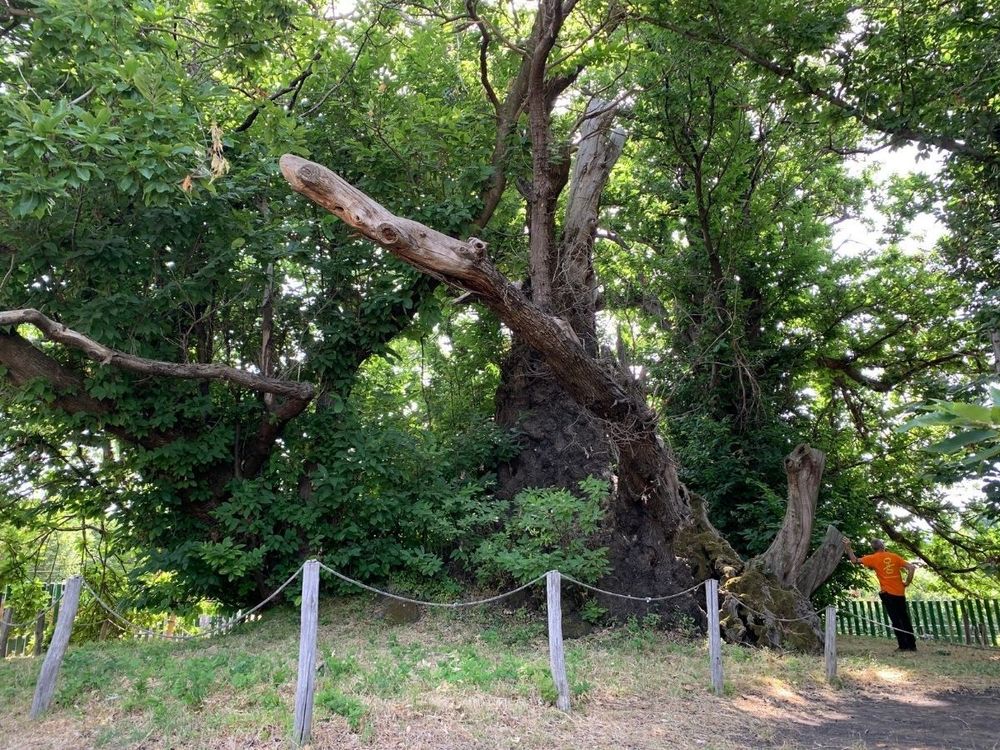 Tree of the year