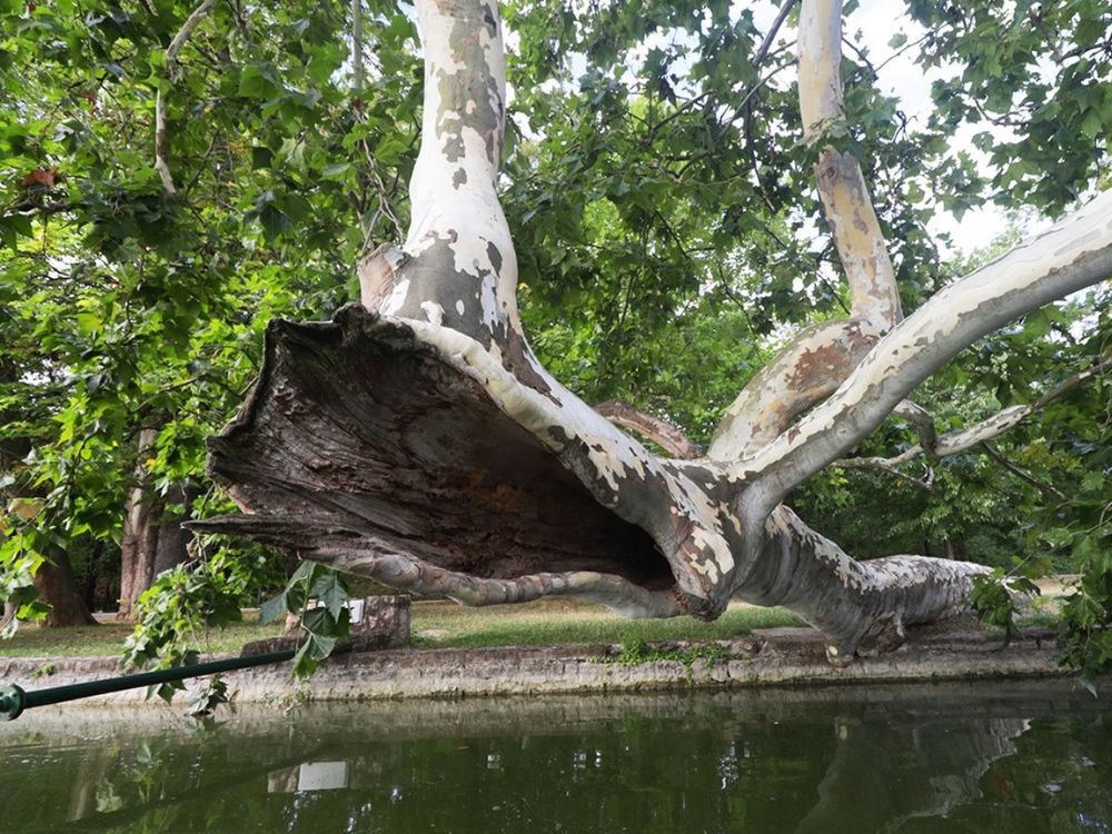 The Bridge Plane Tree – Tree of the year