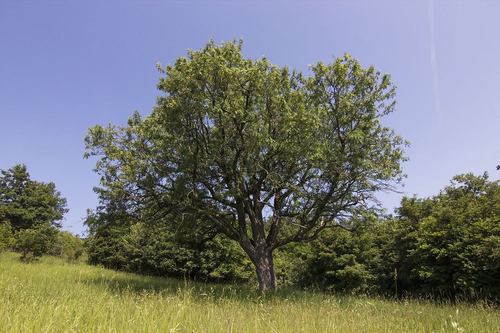Precious Sorb Tree – Tree of the year