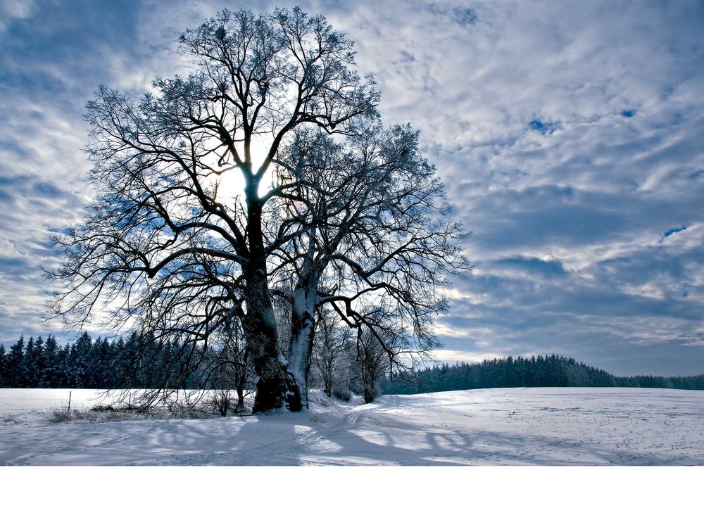 Tree of the year