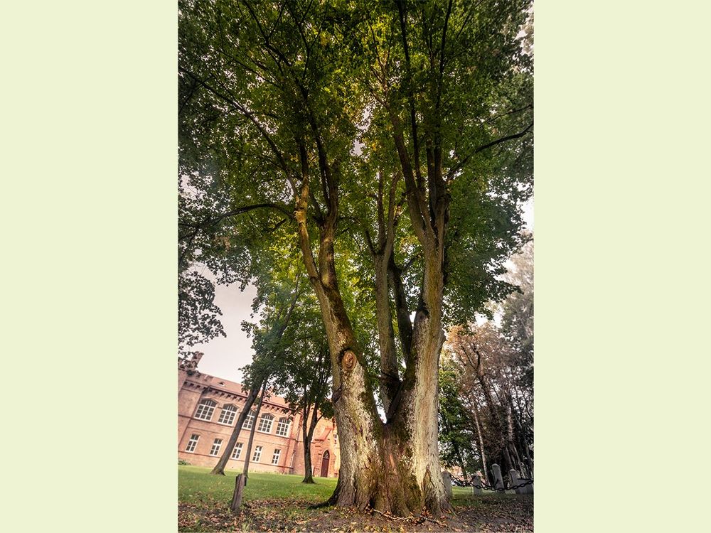 Tree of the year