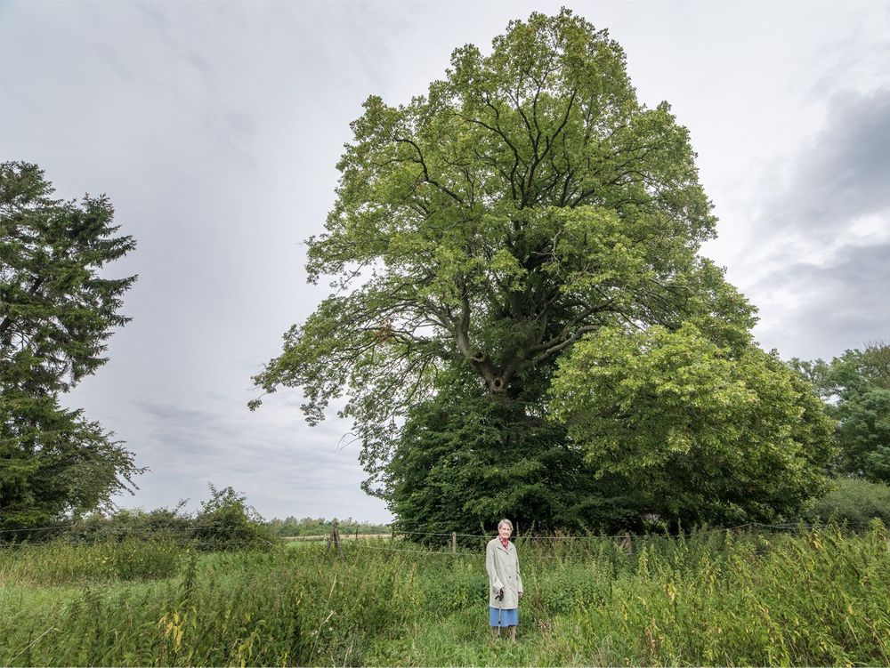 The Lime of the Old Country – Tree of the year