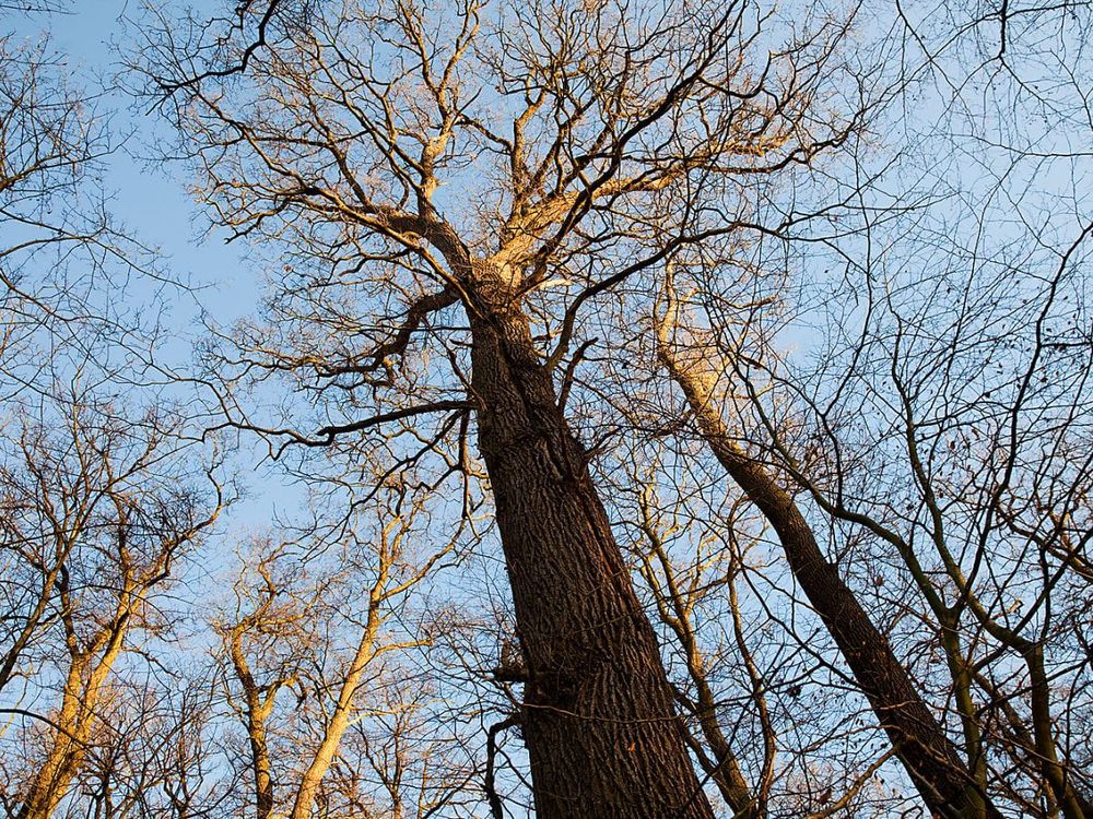 Tree of the year