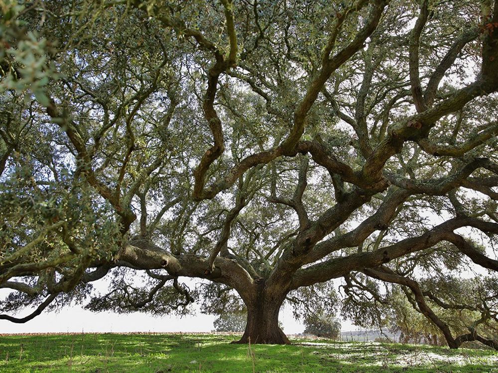 Tree of the year