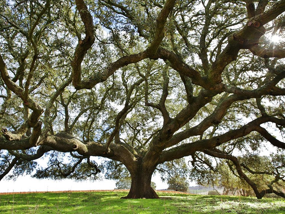 Tree of the year