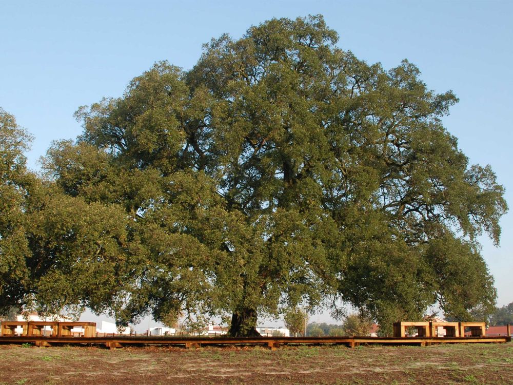 Whistler cork oak tree – Tree of the year