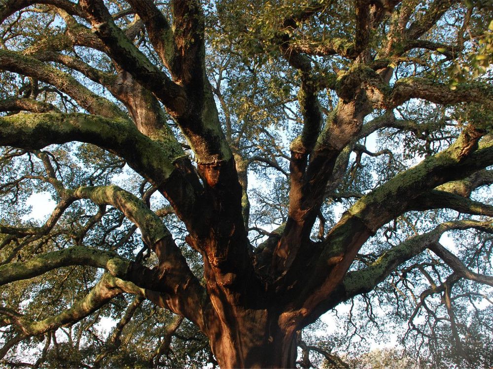 Whistler cork oak tree – Tree of the year