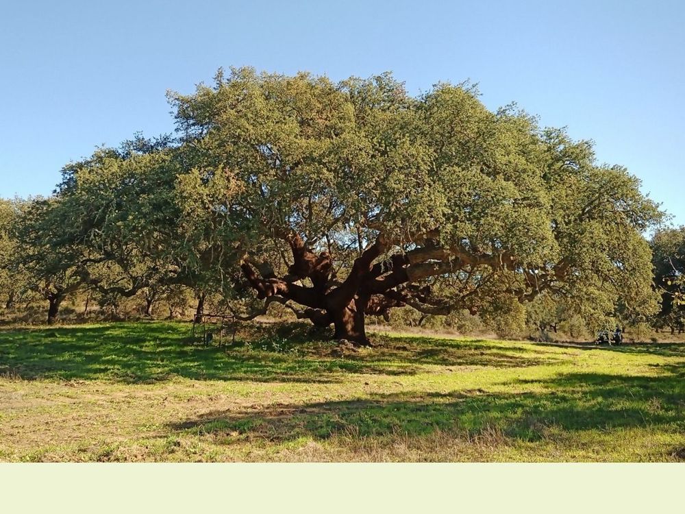 Tree of the year