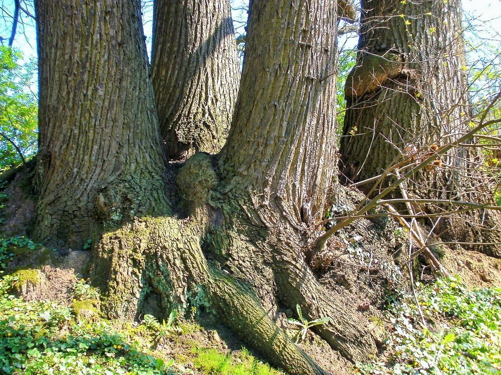 Tree of the year