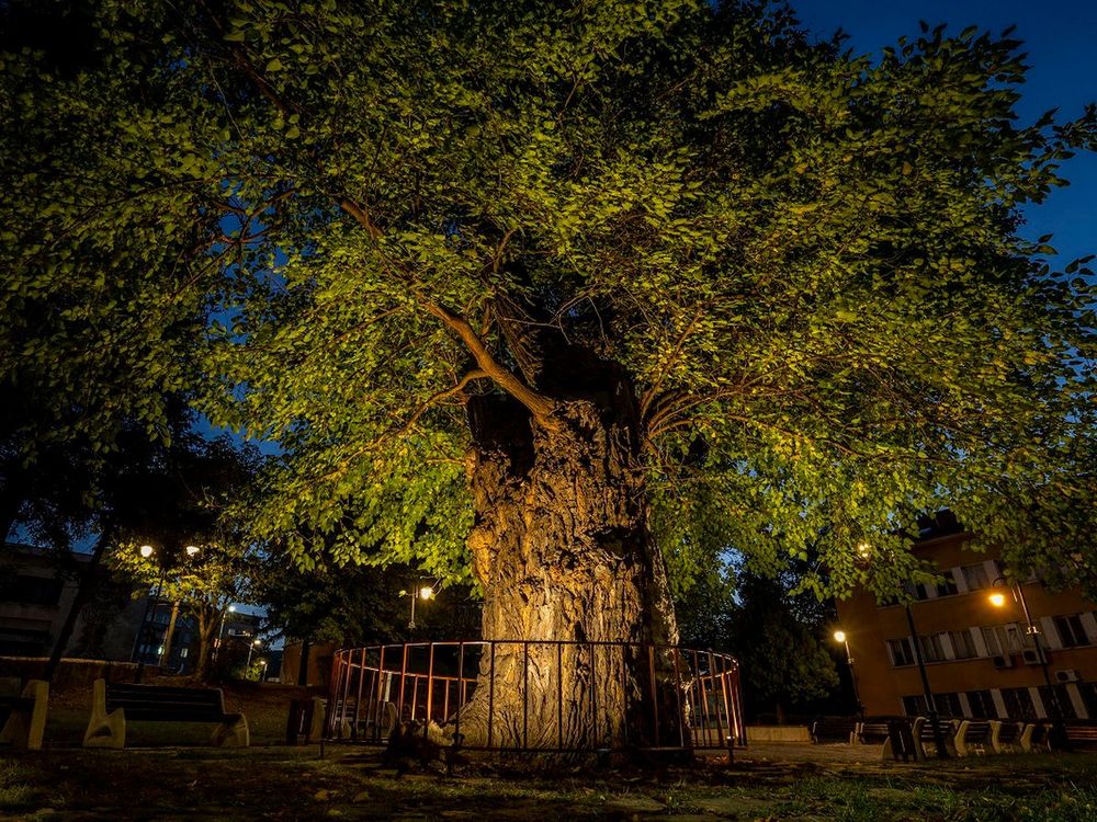 The Old Mulberry – Tree of the year