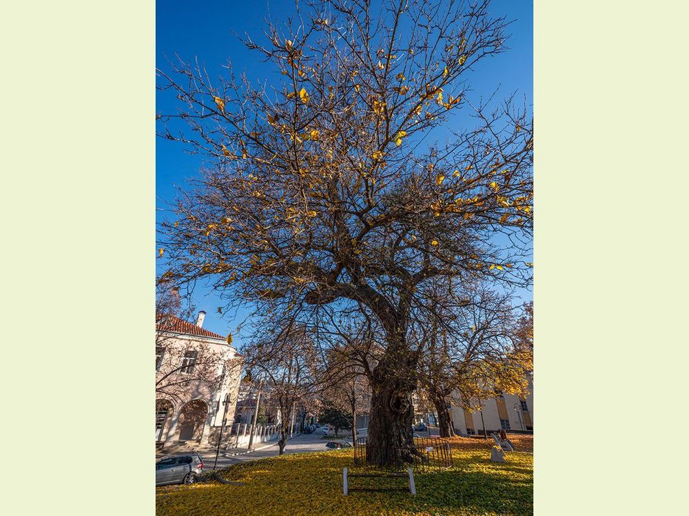 The Old Mulberry – Tree of the year