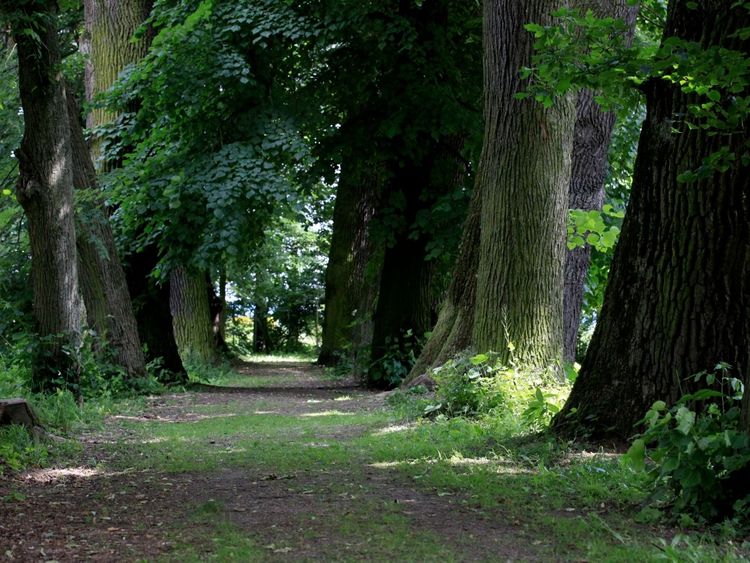 Alley in Skalička – Tree of the year