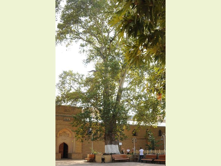 Ancient Sycamore Tree – Tree of the year