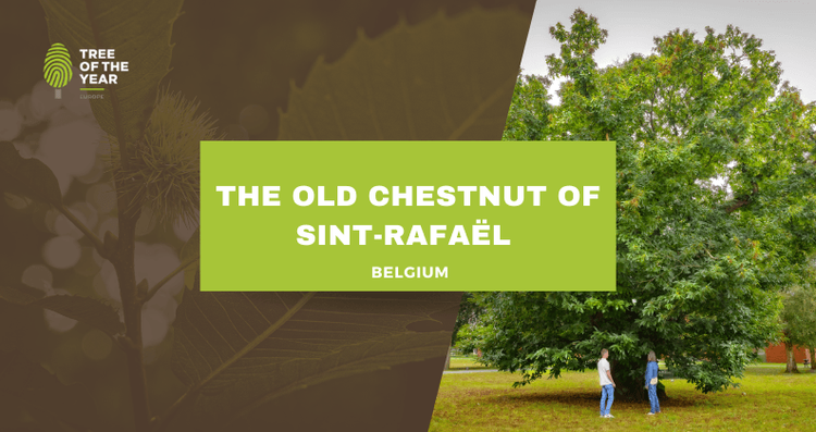 The Old Chestnut of Sint-Rafaël – Tree of the year