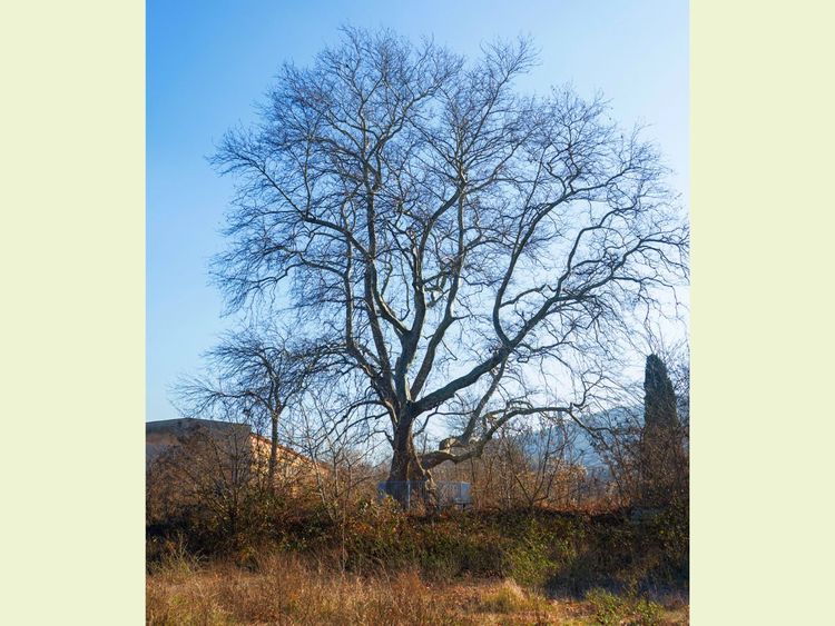 Plane Tree – Tree of the year