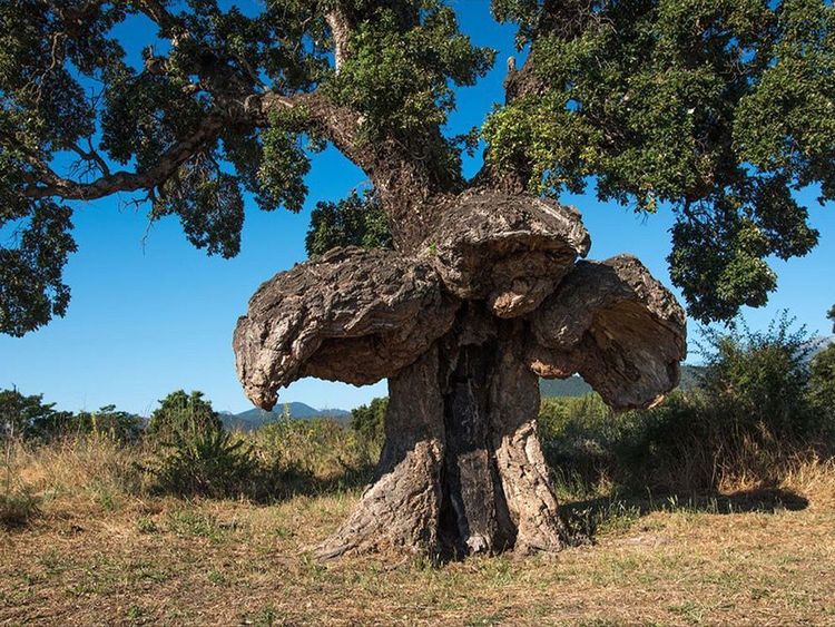 The Pistachio Tree: A Cork Oak Shaped Like Flight – Tree of the year