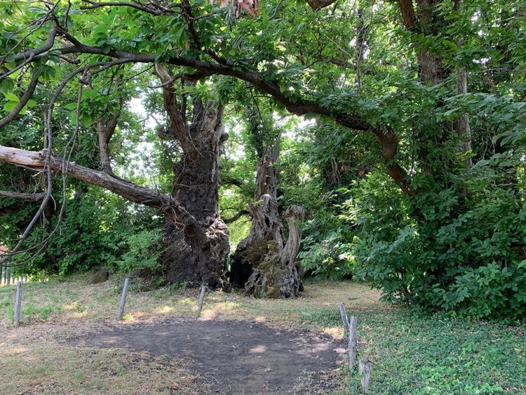 Tree of the year