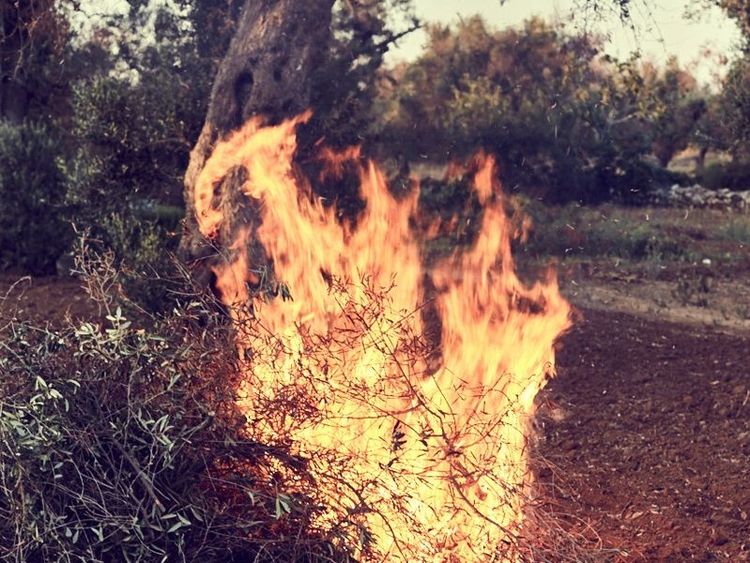 Communication breakdown impacts ancient olive trees – Tree of the year