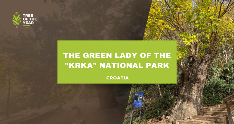 The Green Lady of the "Krka" National Park – Tree of the year