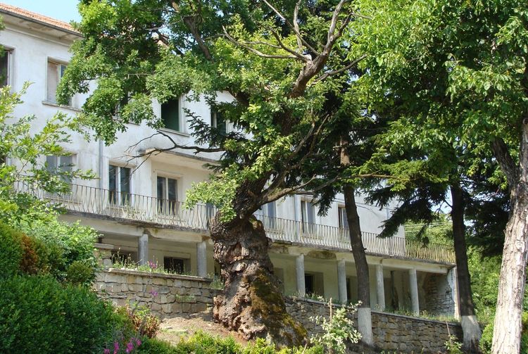 The Venerable Oak in Novo Selo Village – Tree of the year