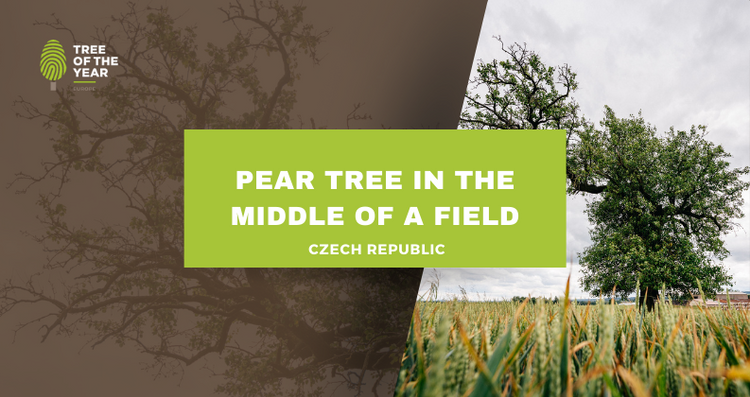 Pear Tree in the Middle of a Field – Tree of the year