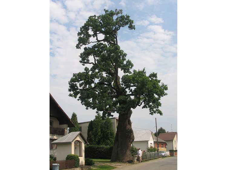 Oak in Dubinné – Tree of the year