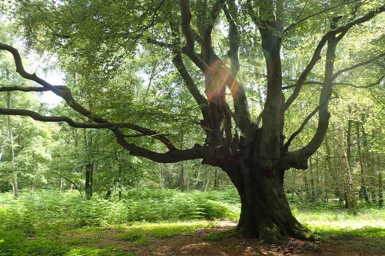 England's ancient woodlands and trees are given greater protection, or ...