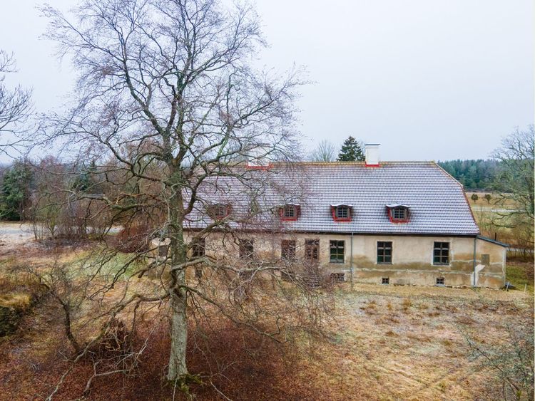 The Purple Beech of Reigi – Tree of the year