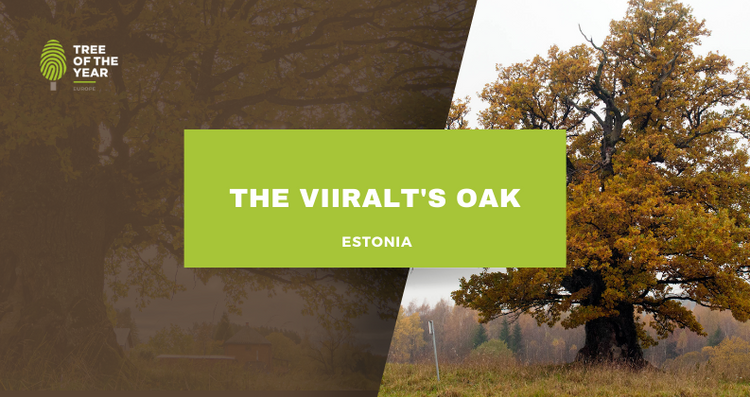 The Viiralt's Oak – Tree of the year