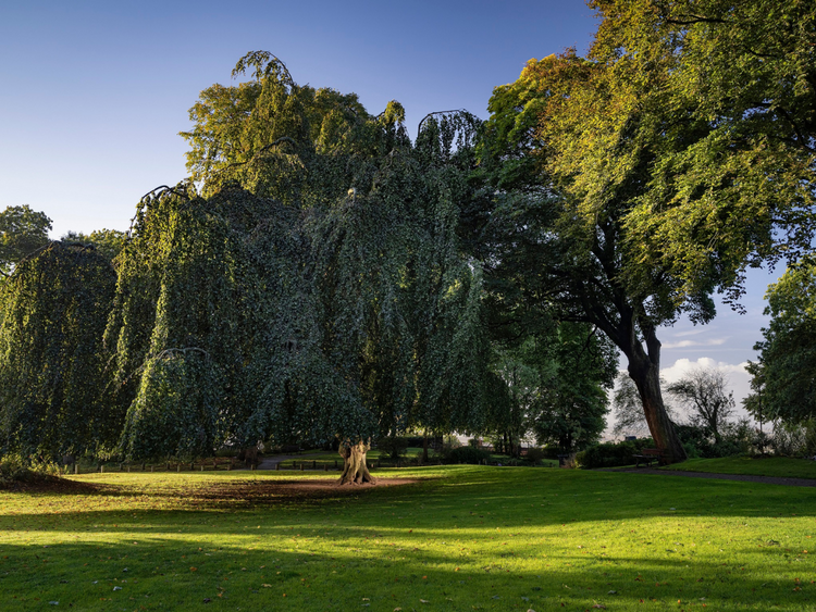 The Weeping Beech of Cassel Mount – Tree of the year