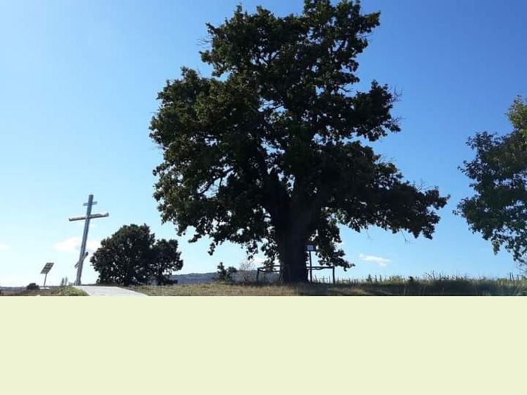 Grandpa Kolyo's tree – Tree of the year