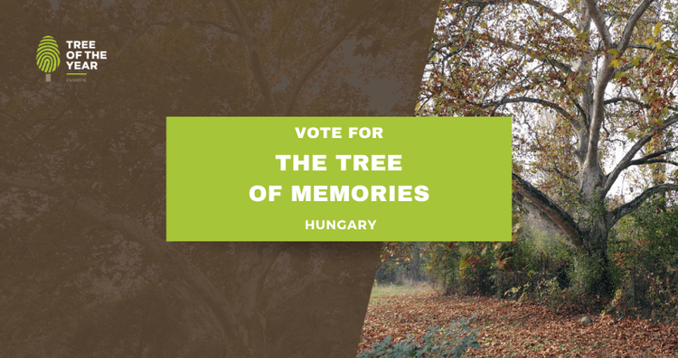 The Tree of Memories – Tree of the year