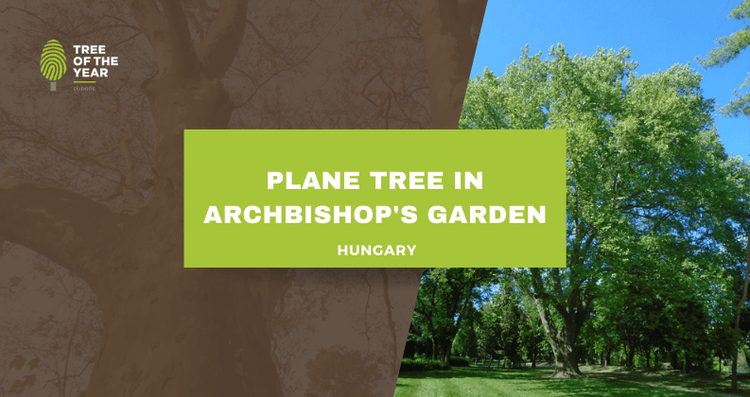 Plane tree in the Archbishop's Garden – Tree of the year