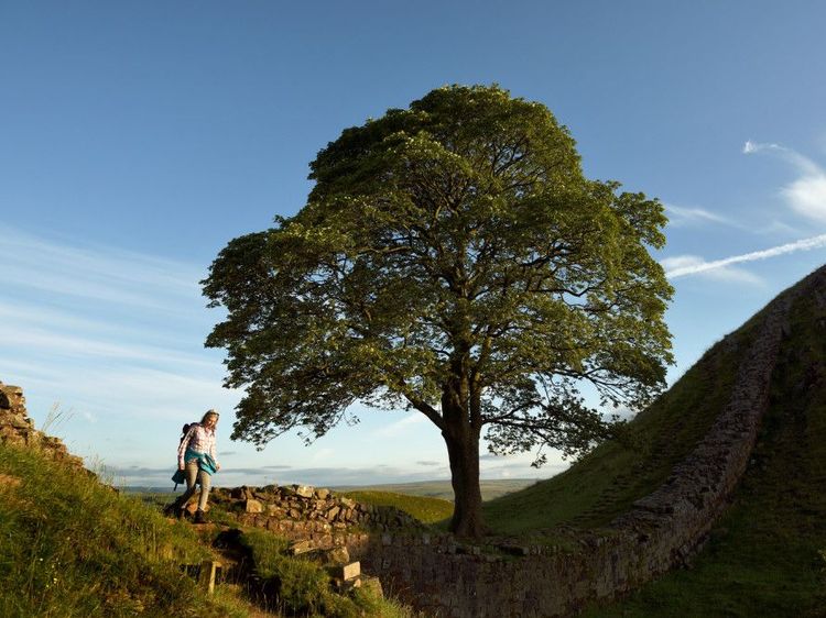 The Sycamore Gap Tree – Tree of the year