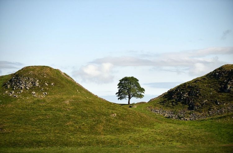 The Sycamore Gap Tree: From European Finalist to Symbol of Resilience ...