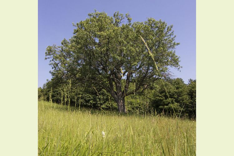 Precious Sorb Tree – Tree of the year