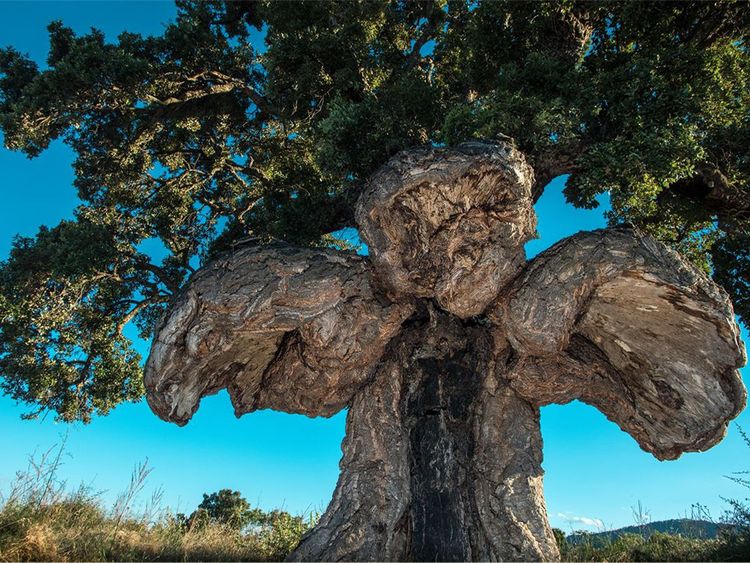 The bird-tree – Tree of the year