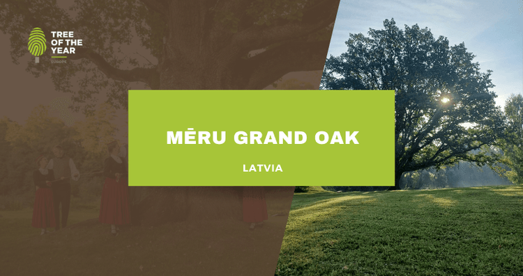 Mēru Grand Oak – Tree of the year