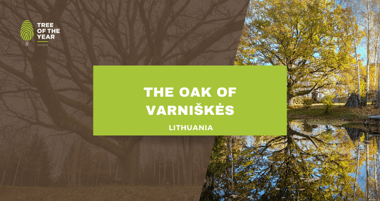 The Oak of Varniškės – Tree of the year