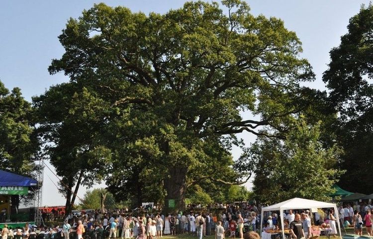 The Oak of Bolko: A Living Anchor of Memory and Celebration – Tree of ...