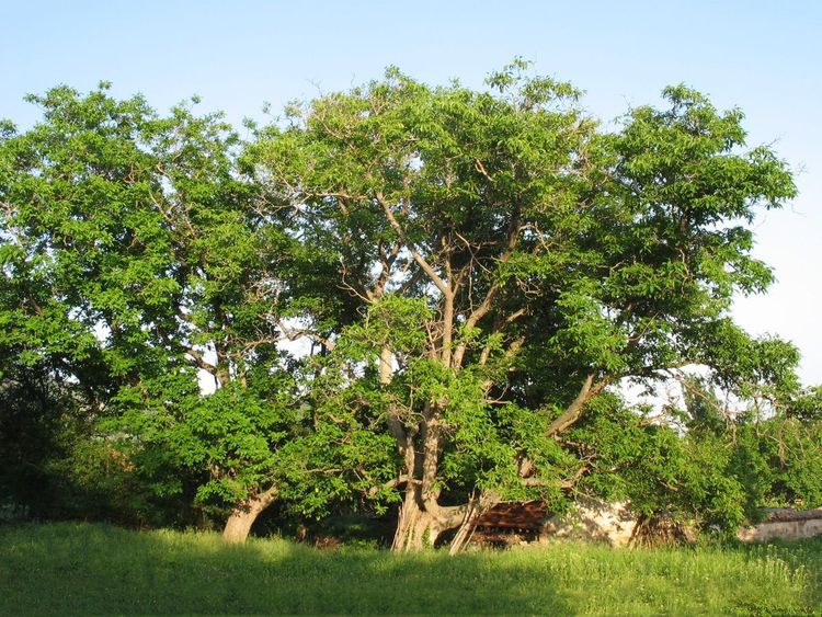 The Mulberry and Walnut trees of Glushnik – Tree of the year