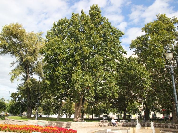 The most beautiful plane tree of the Jászai Mari square – Tree of the year
