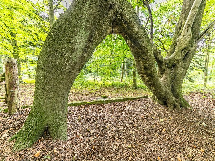 Nellie's Tree – Tree of the year