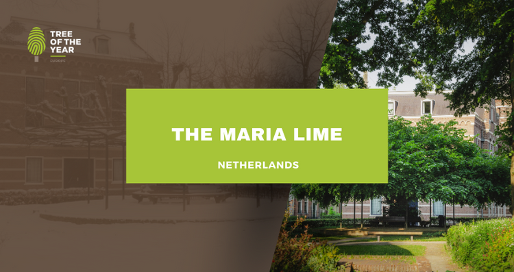 The Maria Lime – Tree of the year