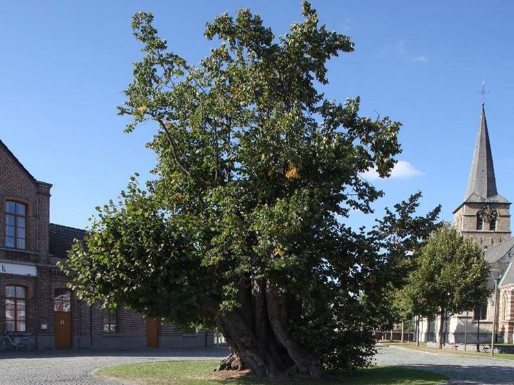 The Village Lime Tree of Massemen – Tree of the year