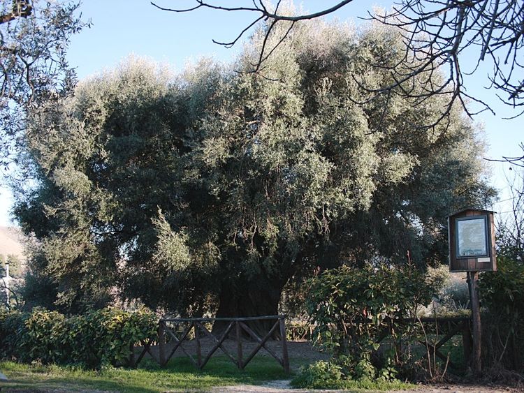 Olive Tree from Canneto Sabino – Tree of the year